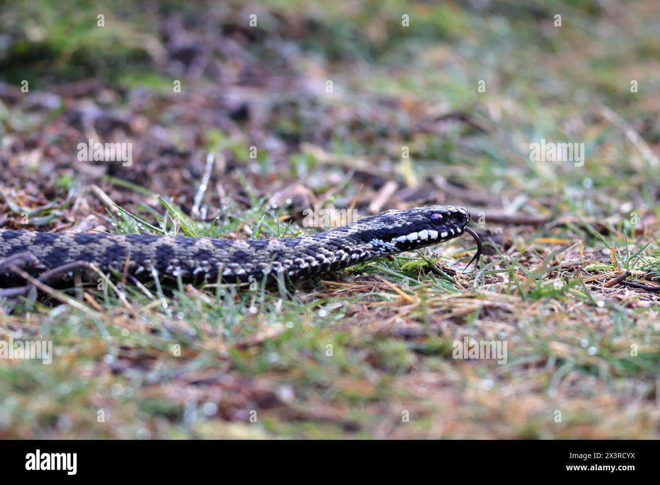 Vipera berus, also known as the common European adder and the common ...