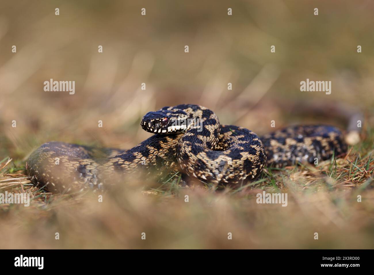 Vipera berus, also known as the common European adder and the common ...