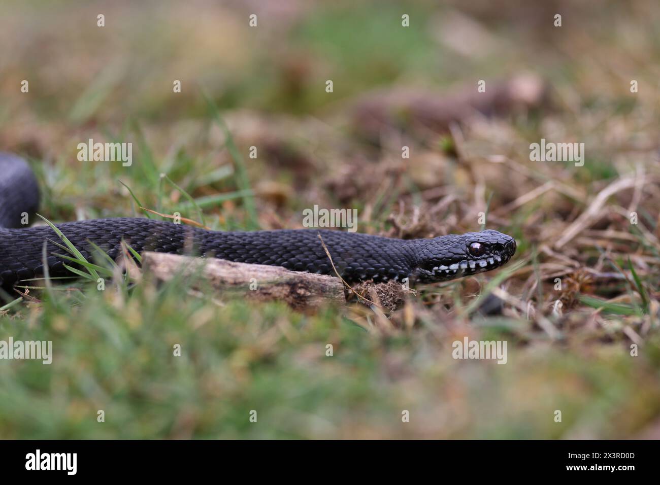 Vipera berus, also known as the common European adder and the common ...