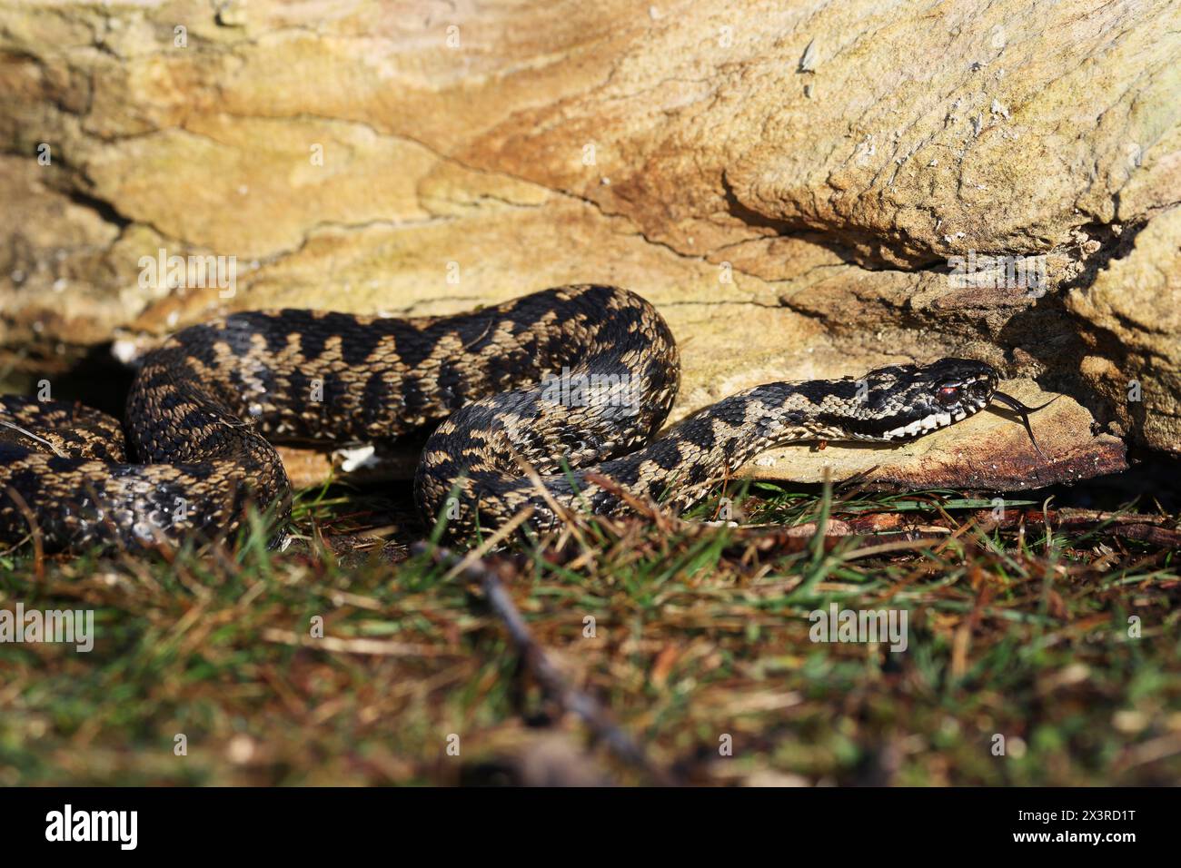Vipera berus, also known as the common European adder and the common ...