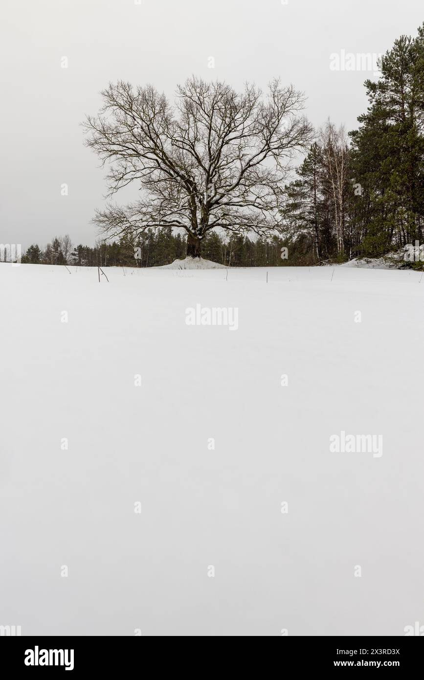 an old oak tree in winter during a snowfall, falling snow in a field ...