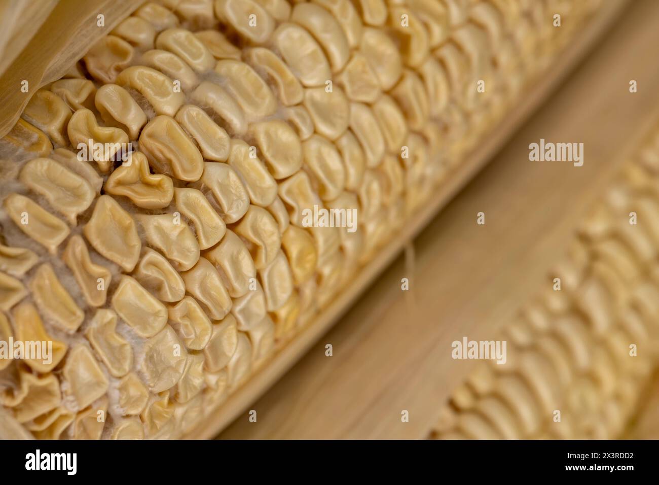 Old moldy corn cobs close-up, old spoiled sweet ripe corn food Stock ...
