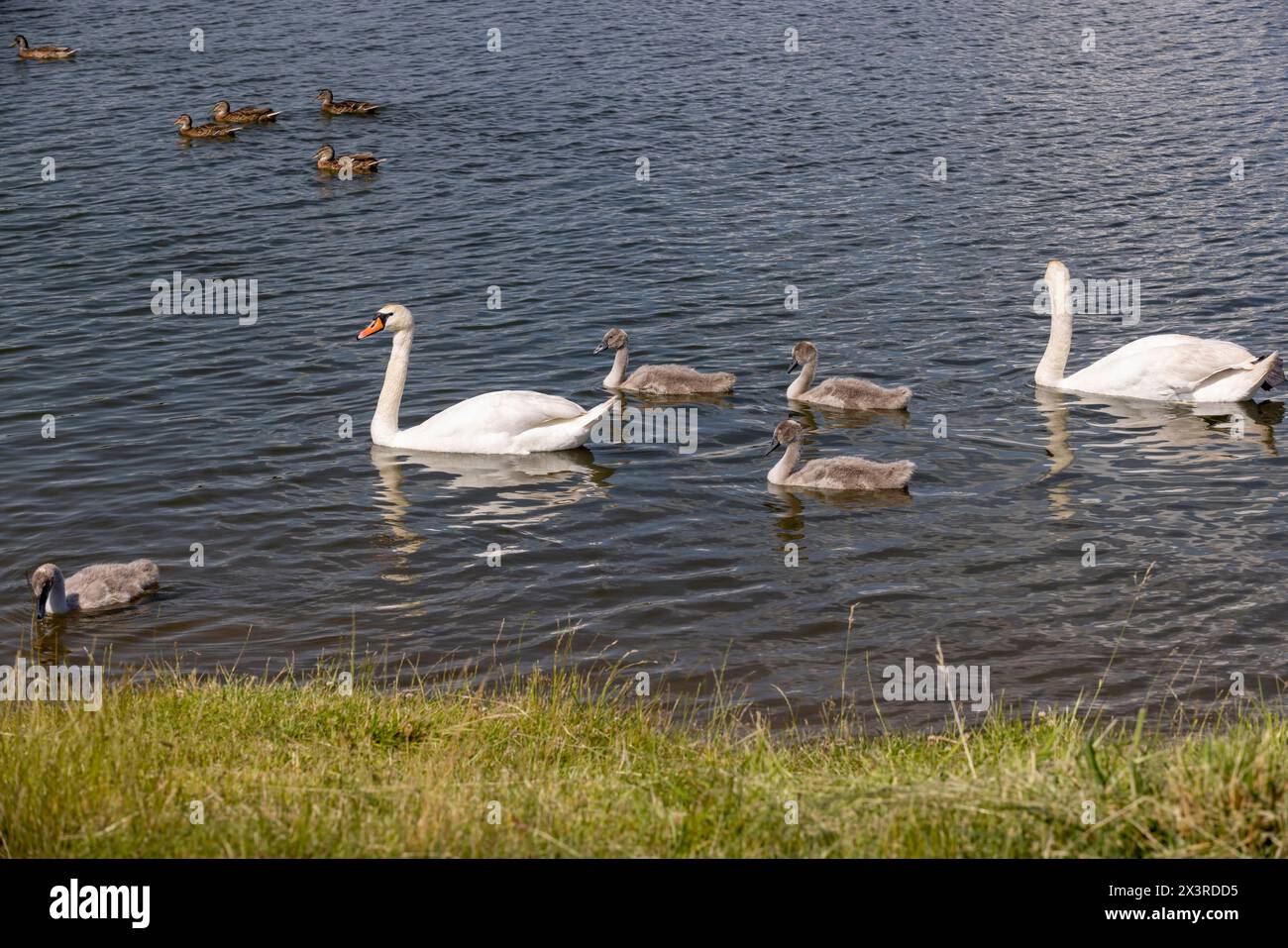grey chicks of the white sibilant swan with grey down, young small ...