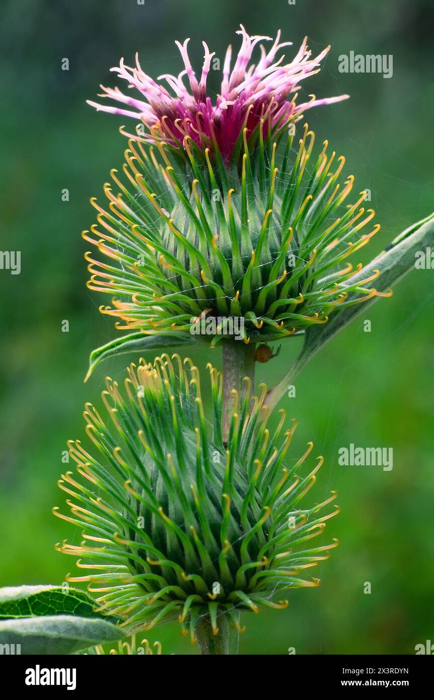 Greater burdock (Arctium lappa), Asteraceae. Perennial herbaceous, wild ...