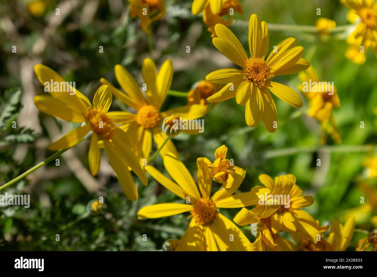 Closeup of the bright yellow flowers of a grey-leaved euryops shrub ...