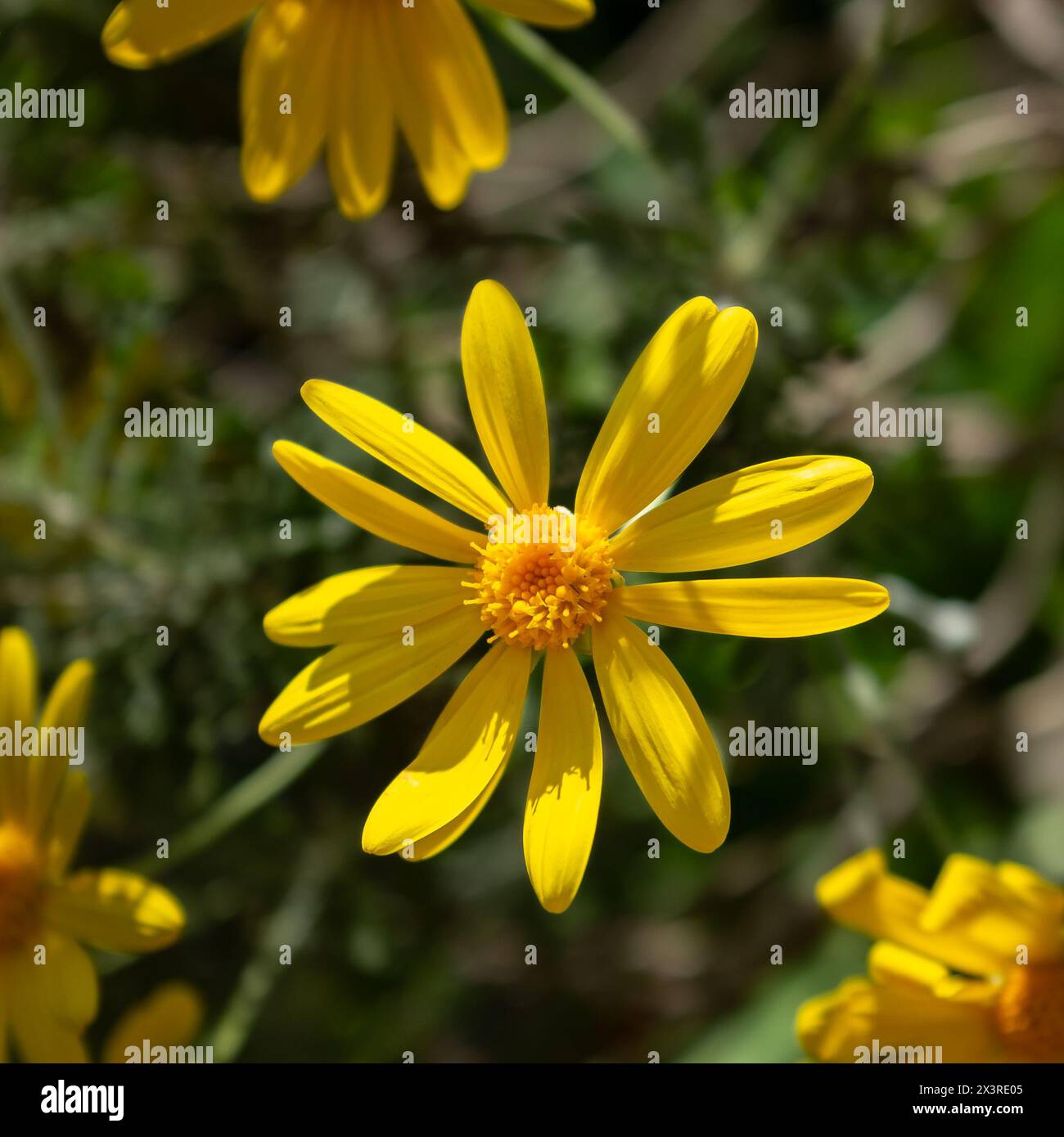 Closeup of the bright yellow flowers of a grey-leaved euryops shrub ...