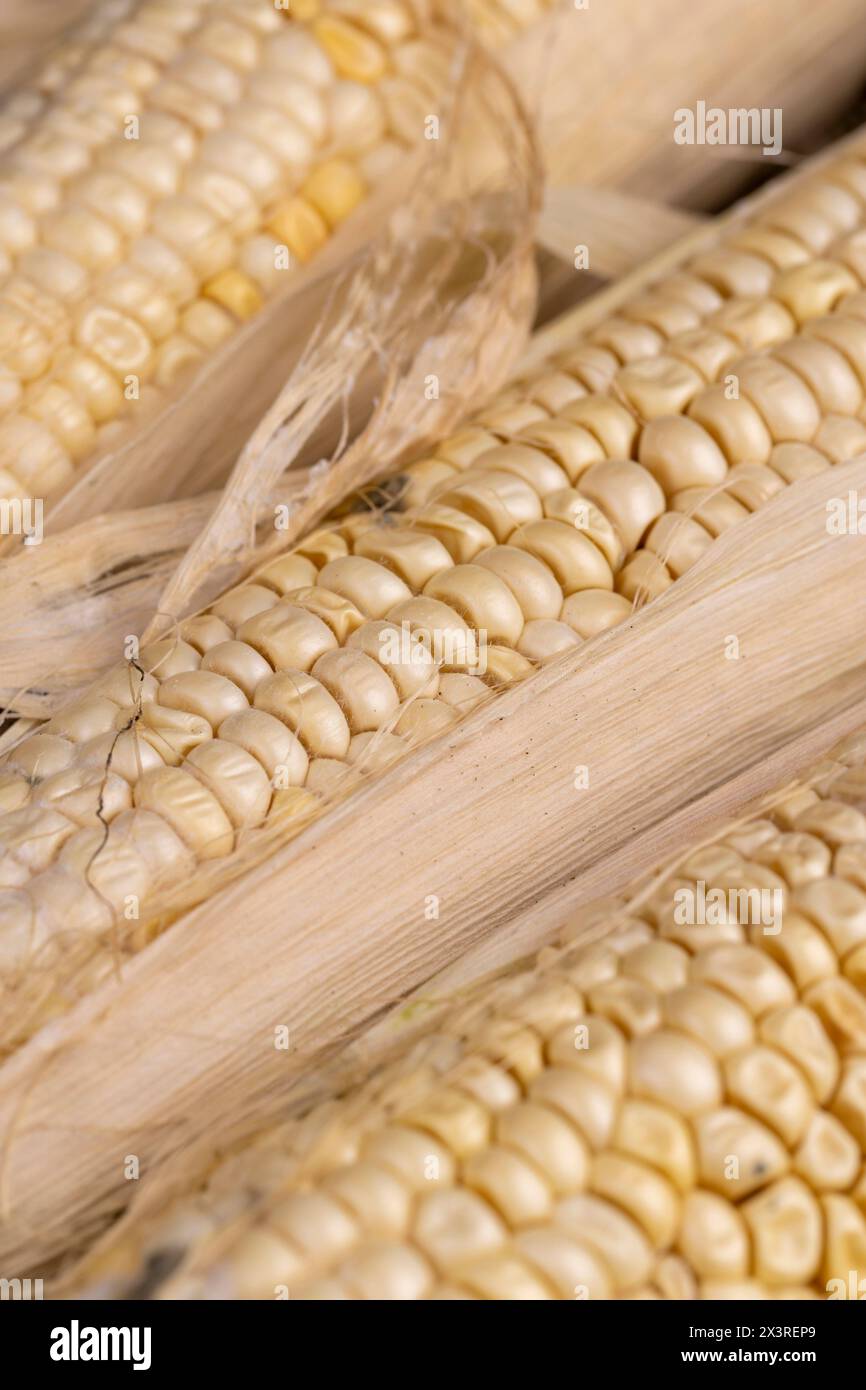Corn kernel pests hi-res stock photography and images - Alamy
