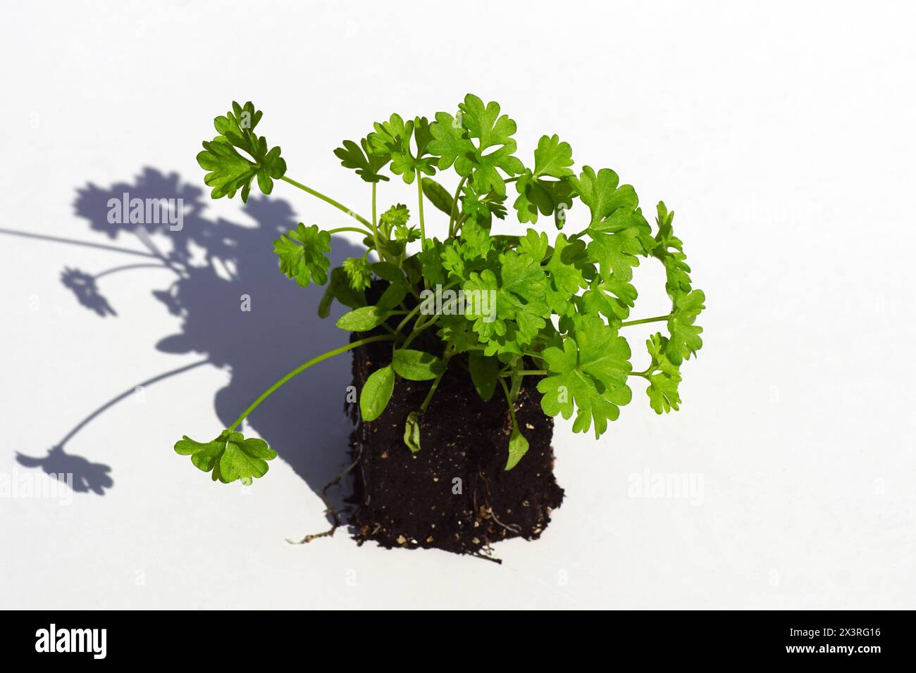 Closeup young garden parsley (Petroselinum crispum rooted in a block of ...
