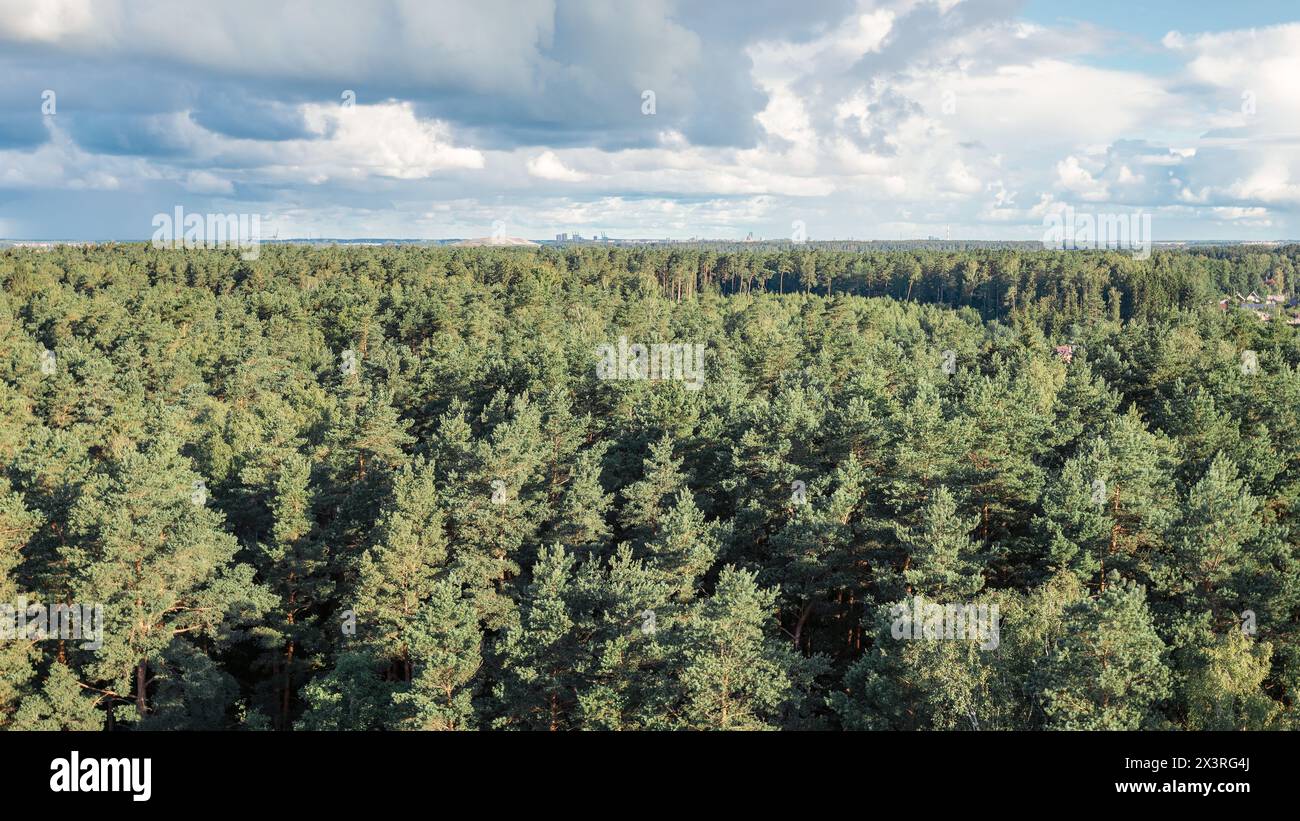 Lithuanian forest. A pine forest by the lagoon, photographed from above ...
