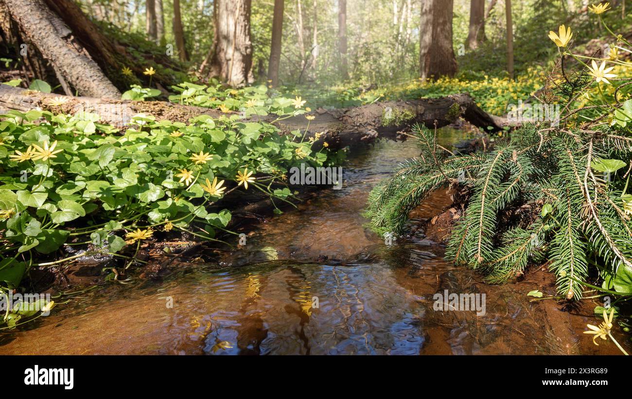 Stream with yellow flowers hi-res stock photography and images - Alamy