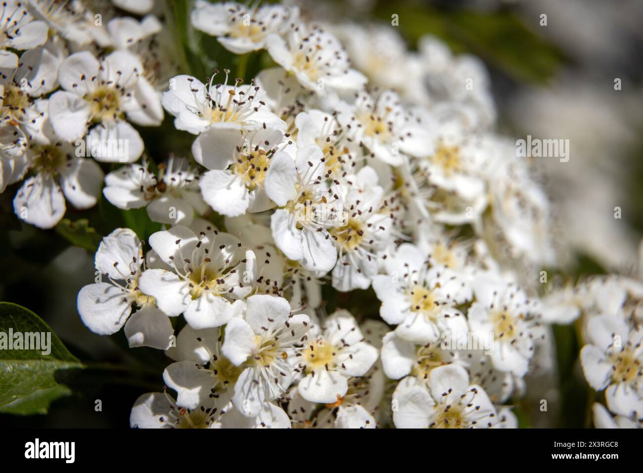 Blossom on a Hawthorn tree Stock Photo - Alamy