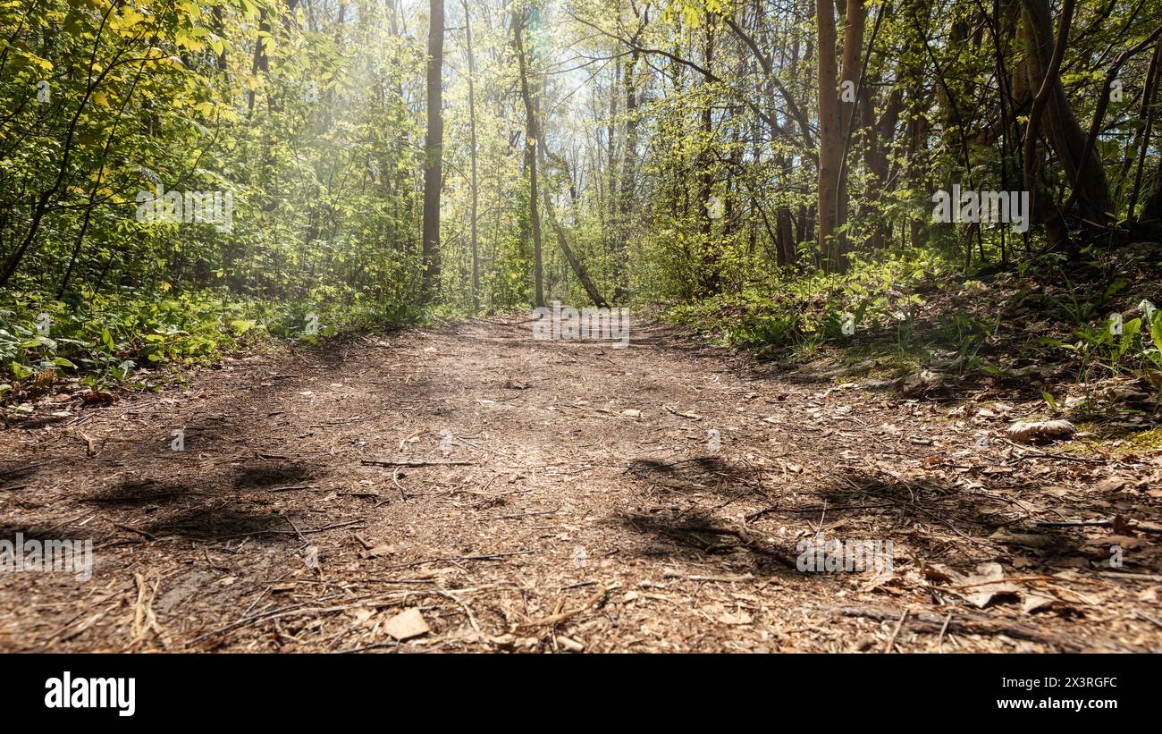 Sunny path through spring forest in Giruliai, Lithuania. Tree leaves ...