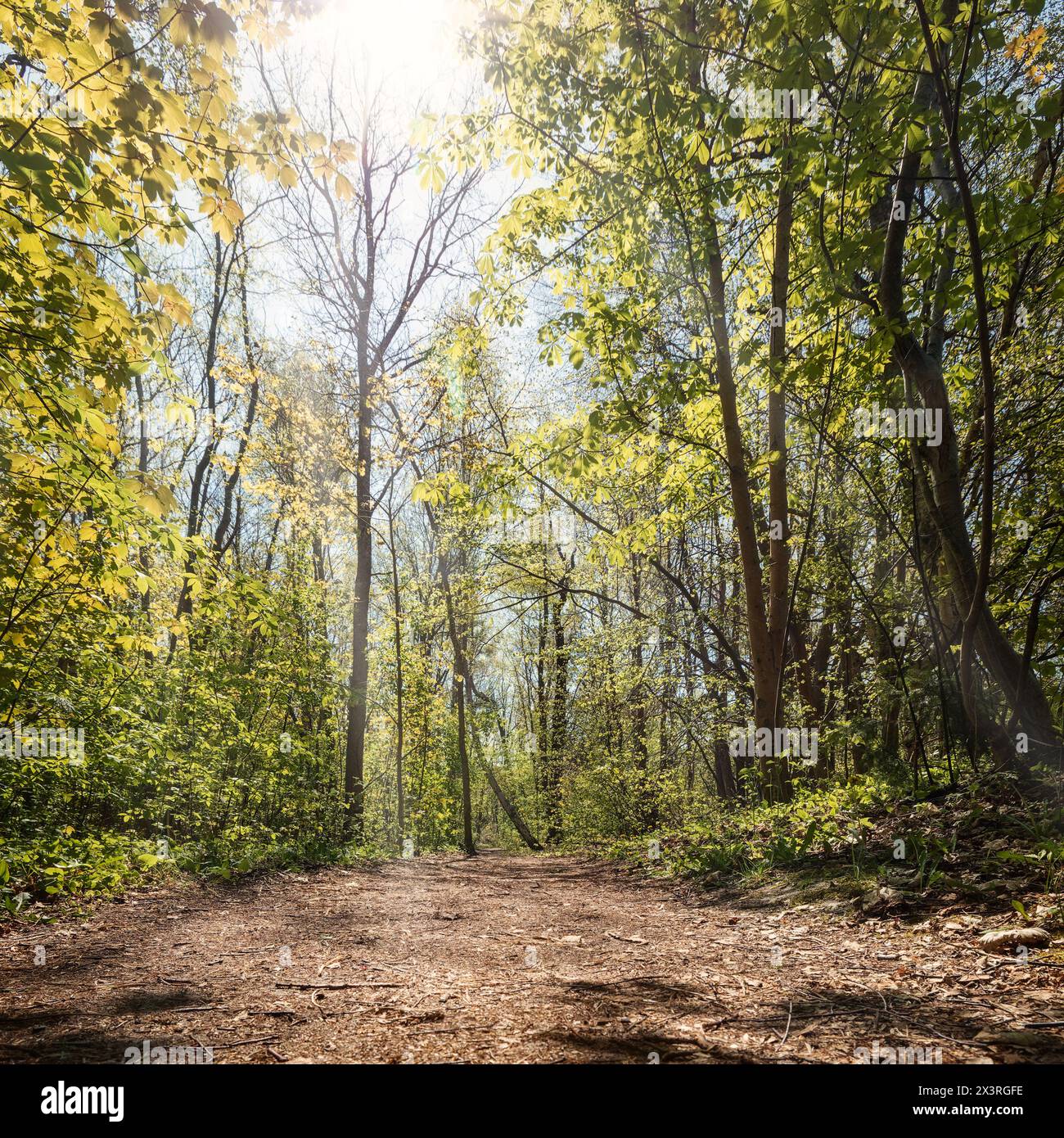 Footpath through natural forest of deciduous trees illuminated by ...