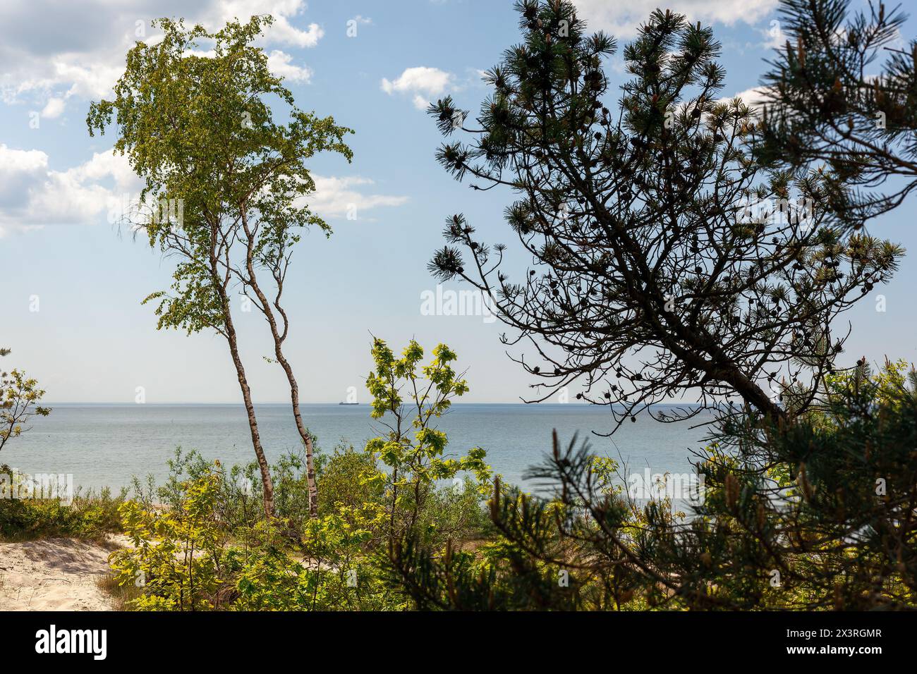 Baltic sea coastline Lithuania. Sand dunes with pine and birches trees ...