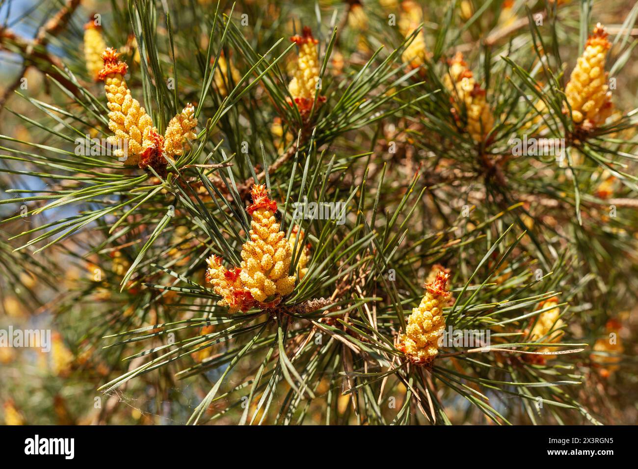 Close up view of Yellow Pollen on a new pine blossom.Yellow pine cones ...