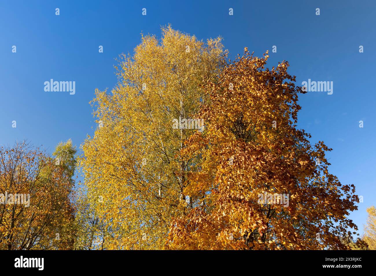 autumn park with colorful maple trees in sunny weather, beautiful yellow leaves on maples in the ...