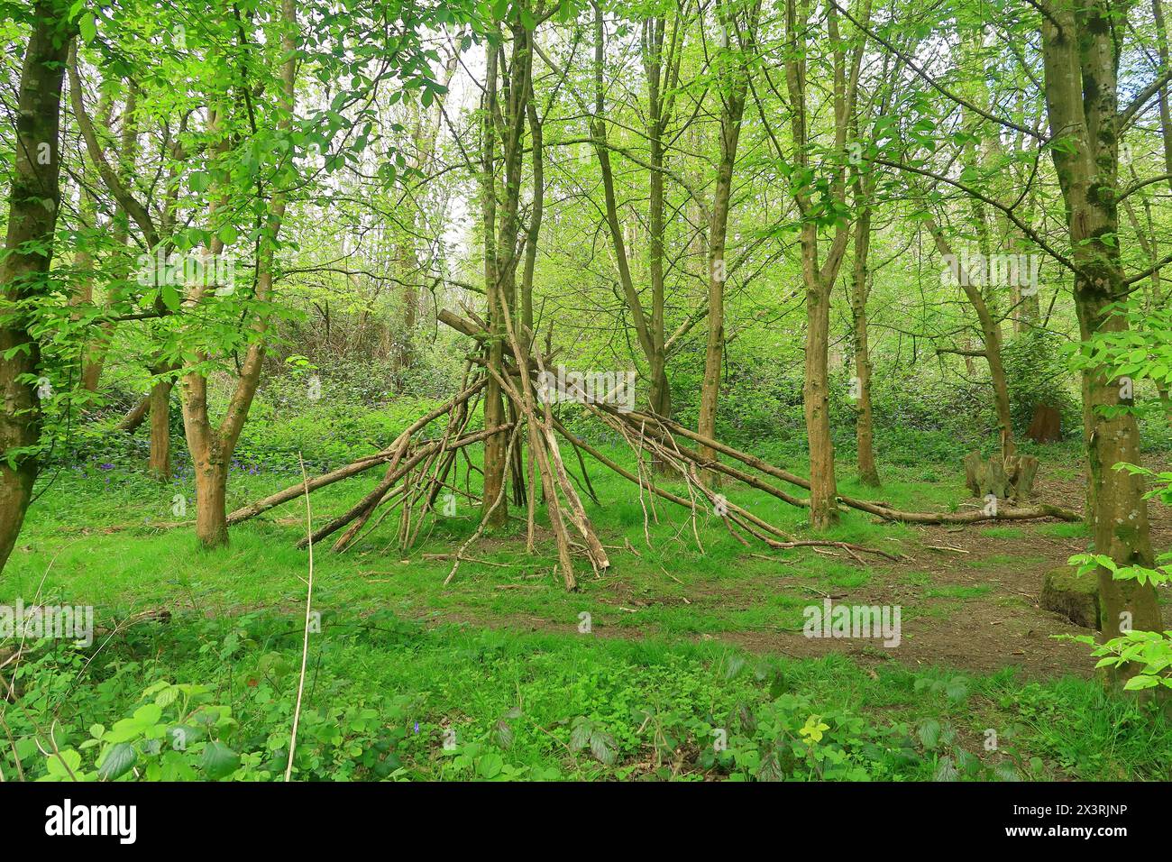 A lean to made of old branches in the woods at Trosley Stock Photo - Alamy