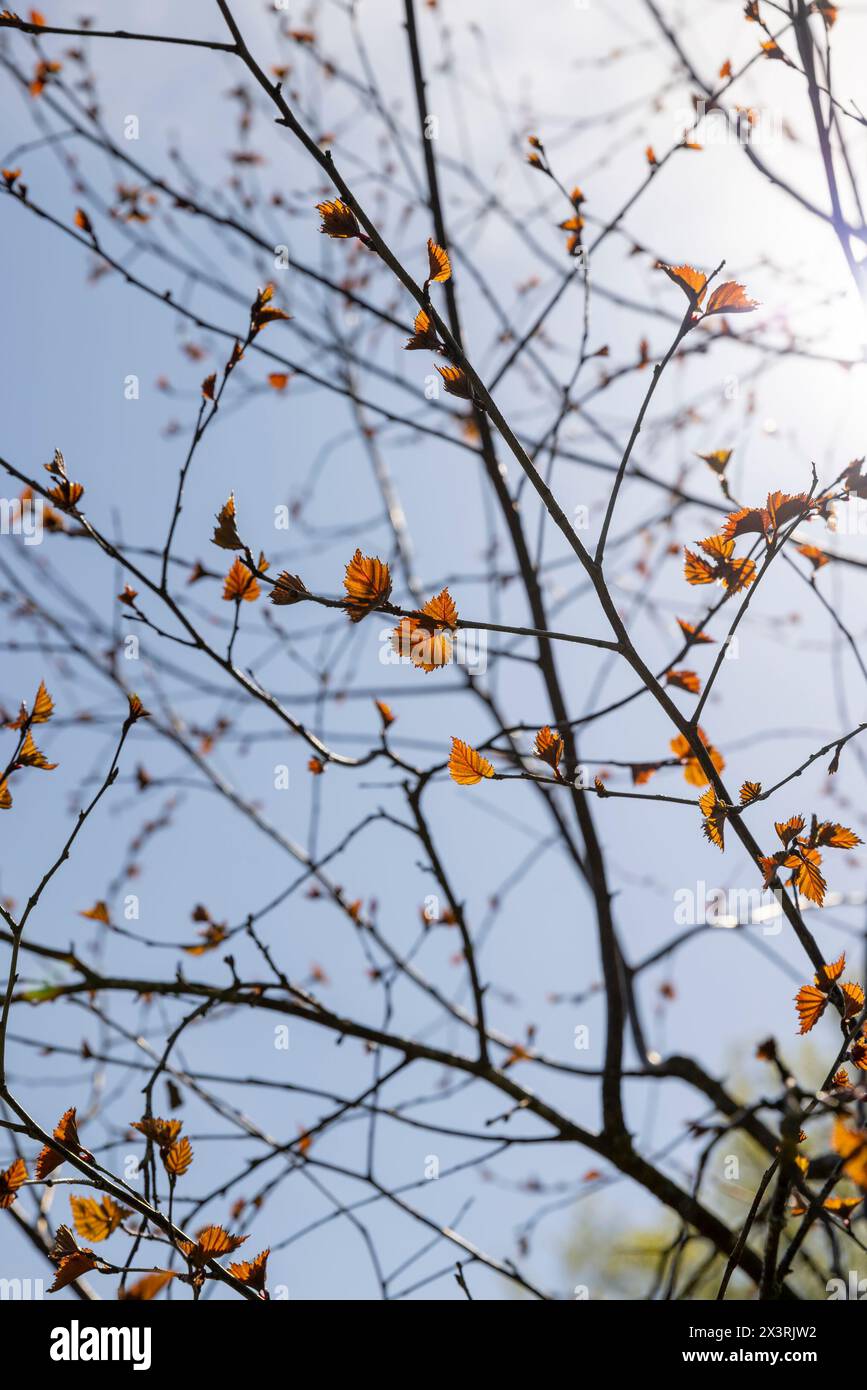 birch tree in the spring season, spring park with birch trees with the ...