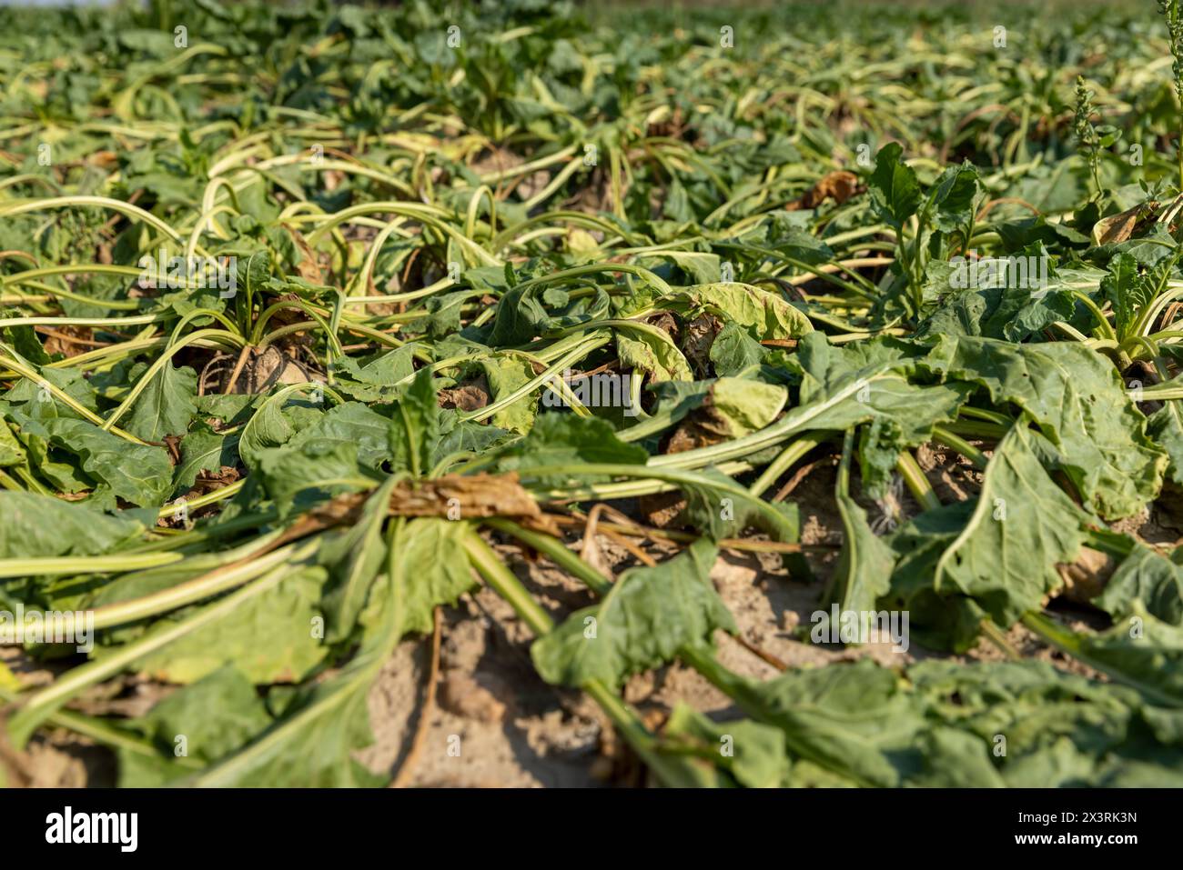 a field with withered beets during heat and drought, a field where the ...