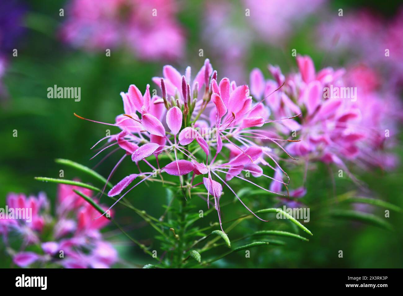 Spiny spiderflower hi-res stock photography and images - Alamy