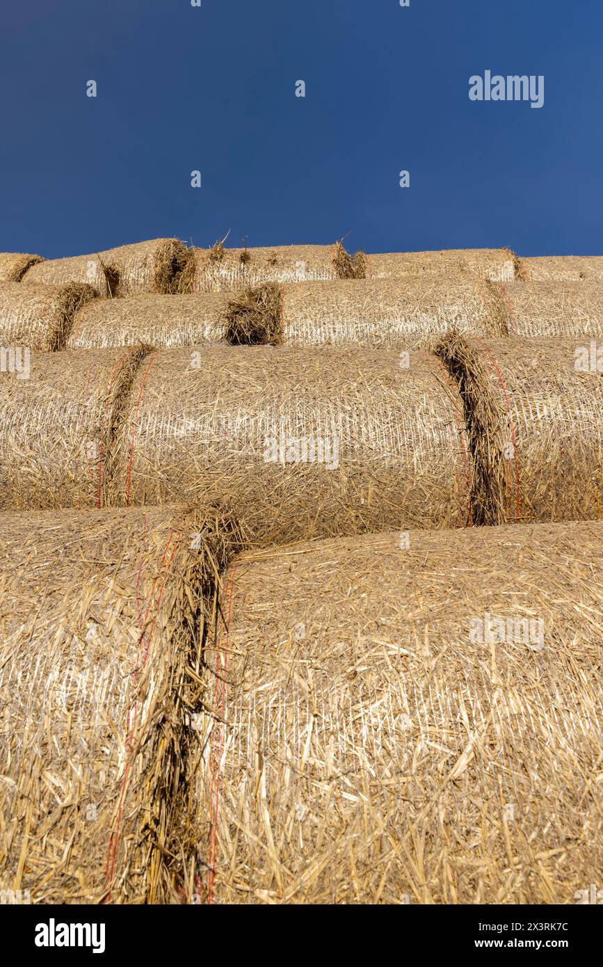 wheat straw collected in stacks after grain harvest, yellow straw from ...