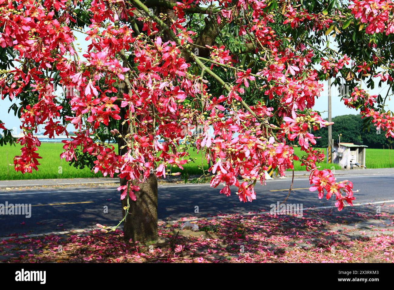 beautiful Scenery with Floss-silk Tree or Silk floss Tree and road,pink ...
