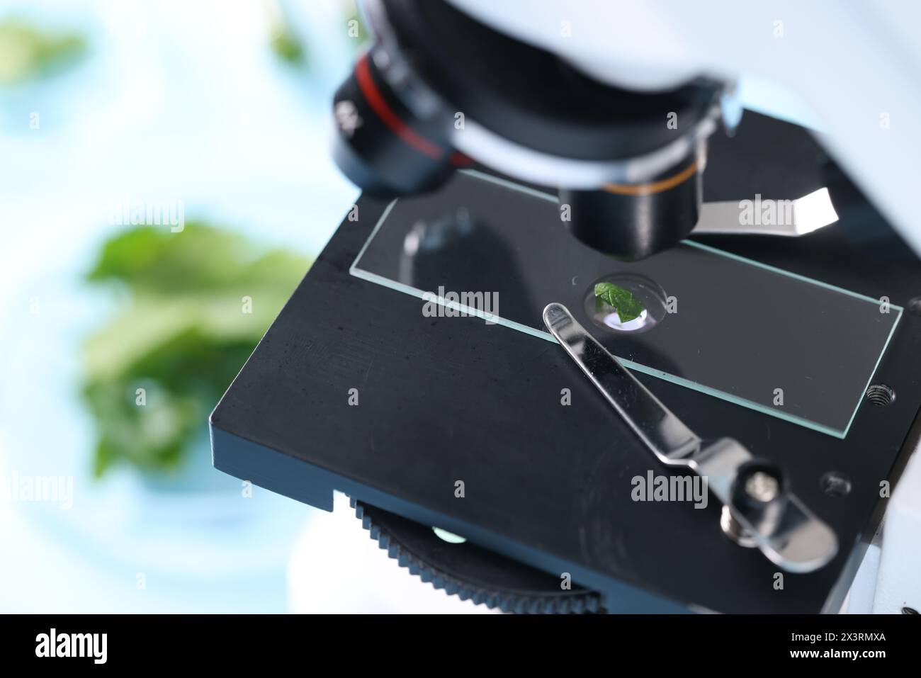 Food quality control. Glass slide with parsley under microscope on ...