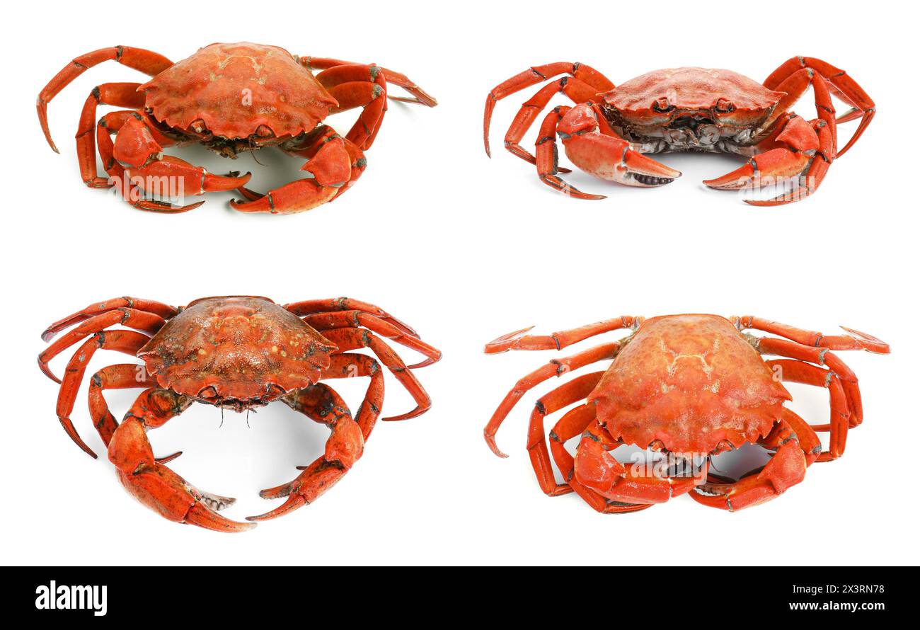 Fresh cooked crab hi-res stock photography and images - Alamy