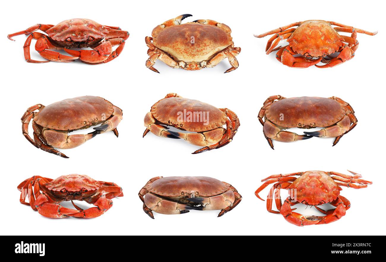 Fresh cooked crab isolated on white, set Stock Photo - Alamy