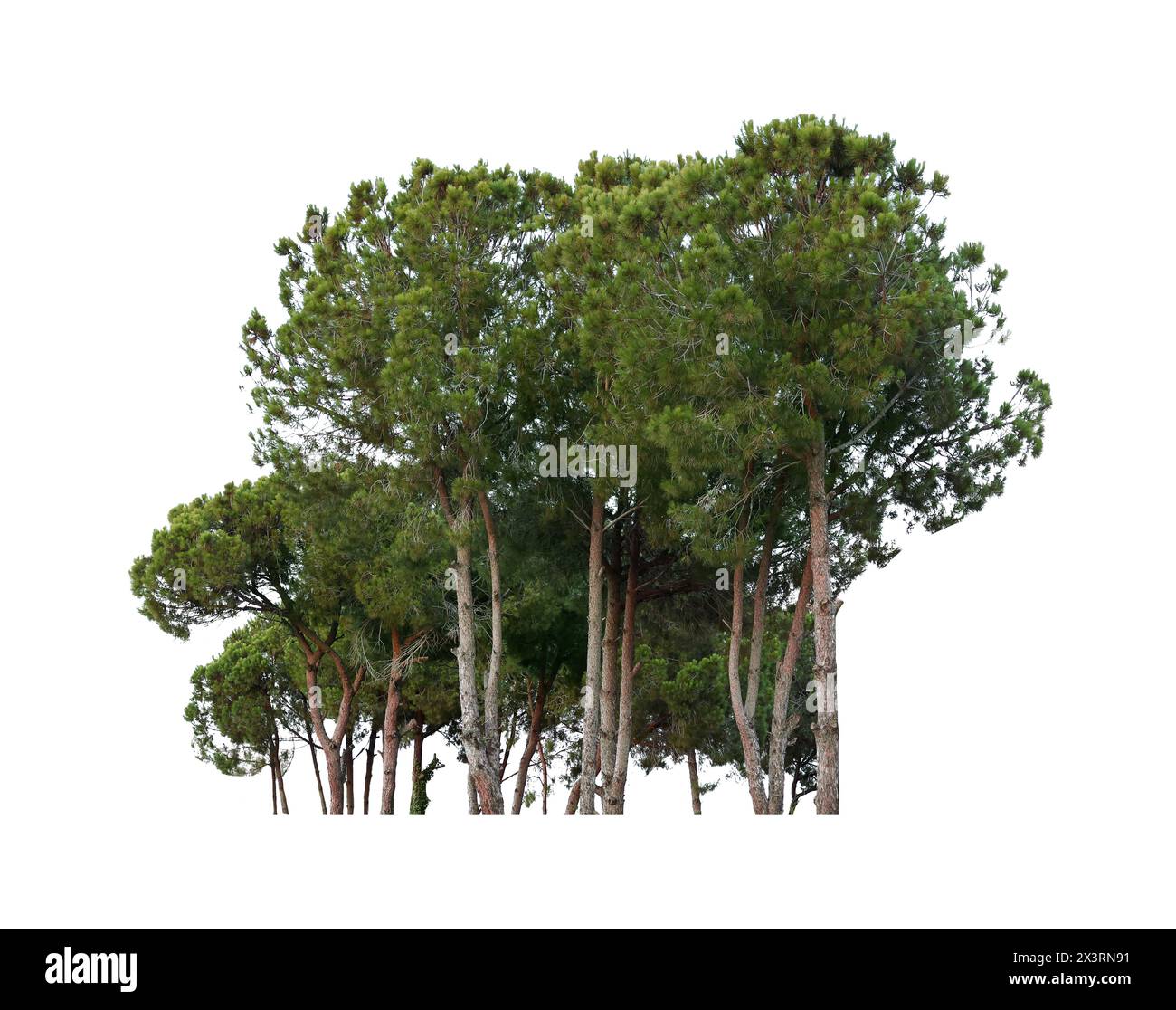 Branch spruce tree water Cut Out Stock Images & Pictures - Alamy