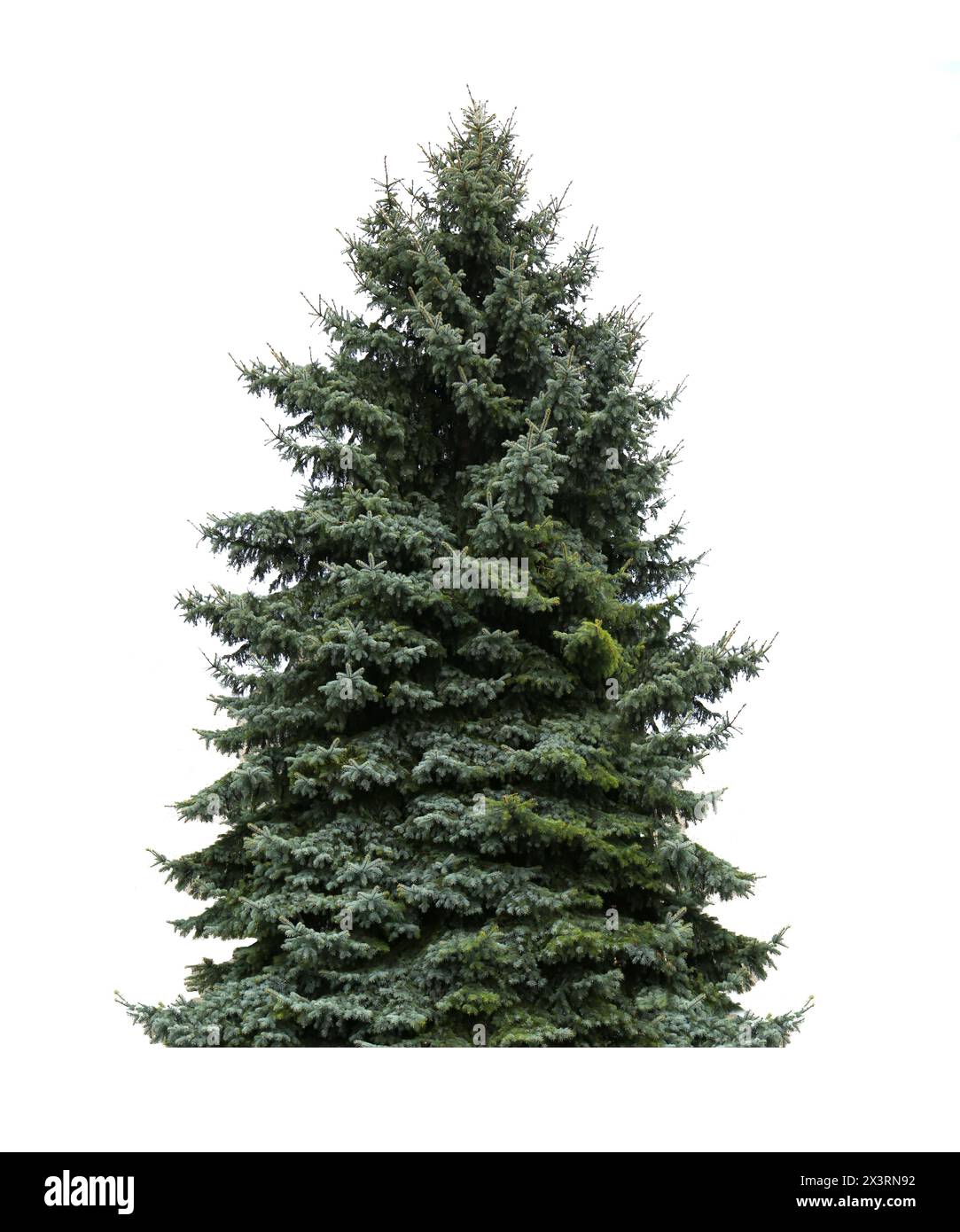 Fir tree growing on Cut Out Stock Images & Pictures - Alamy