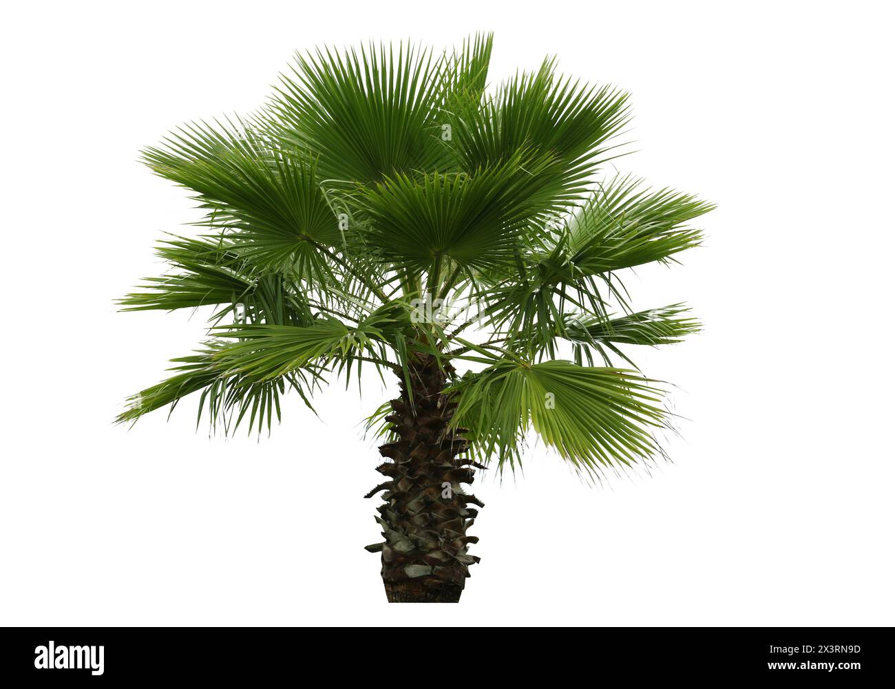 Palm tree green grass field Cut Out Stock Images & Pictures - Alamy