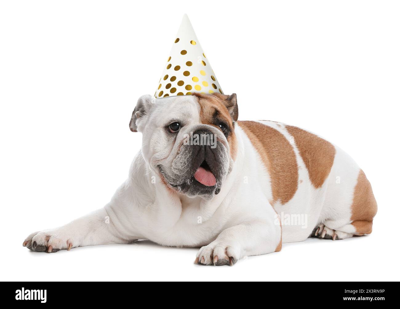 Cute English bulldog with party hat on white background Stock Photo - Alamy