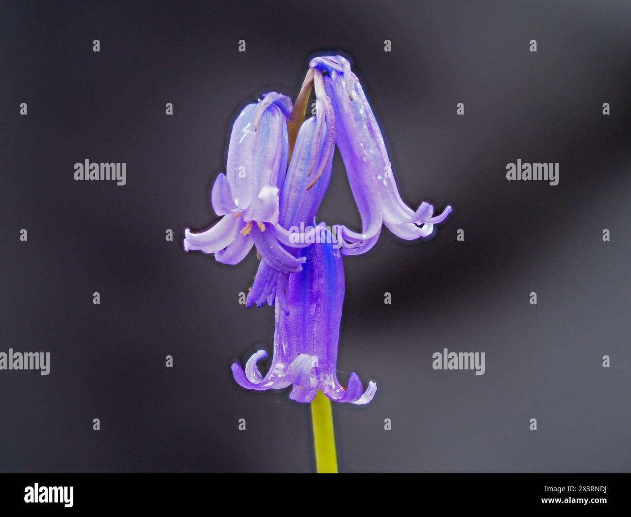 A close up of a common bluebell flower, Hyacinthoides non-scripta Stock ...