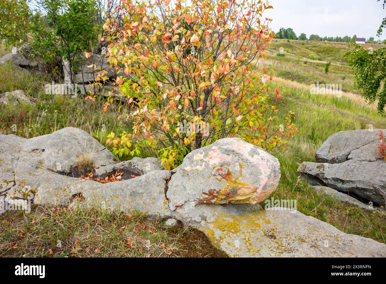 Sacred stones in the area of the village of Krasnogorye. The nature ...