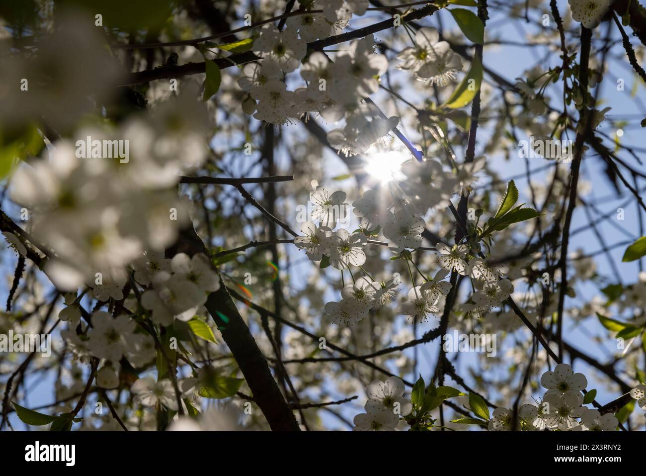 cherry blossom tree in spring, spring garden with cherry blossoms in ...