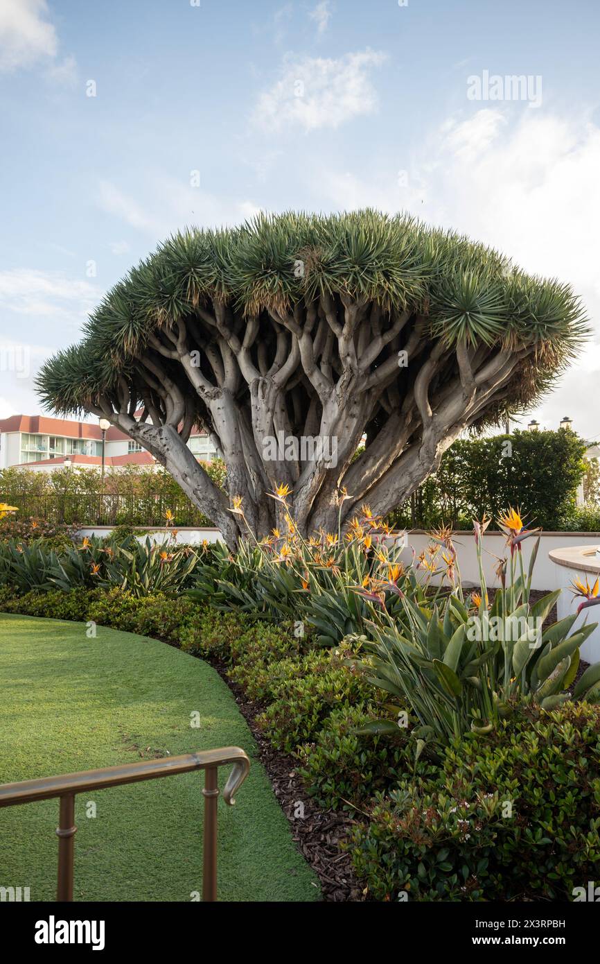 San Diego, CA. April 5, 2024. Hotel del Coronado dragon tree, Dracaena ... San Diego, CA. April 5, 2024. Hotel del Coronado dragon tree, Dracaena ...