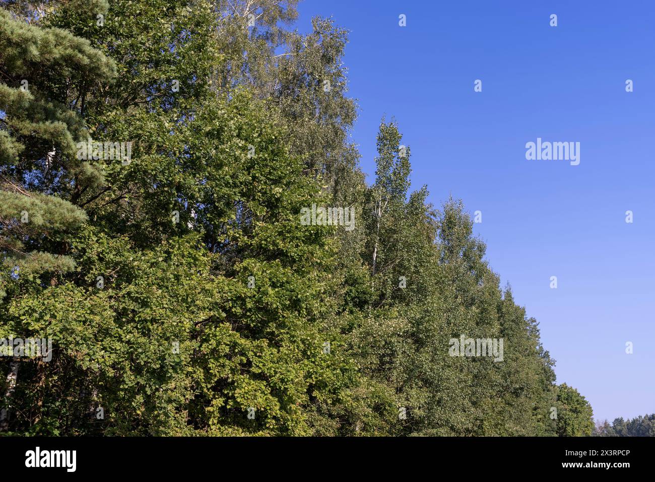 mixed forest with trees of different species in the summer season ...