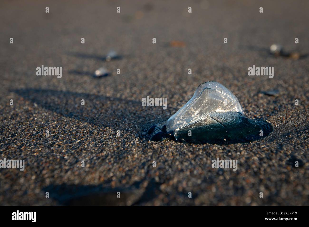 Velella hi-res stock photography and images - Alamy