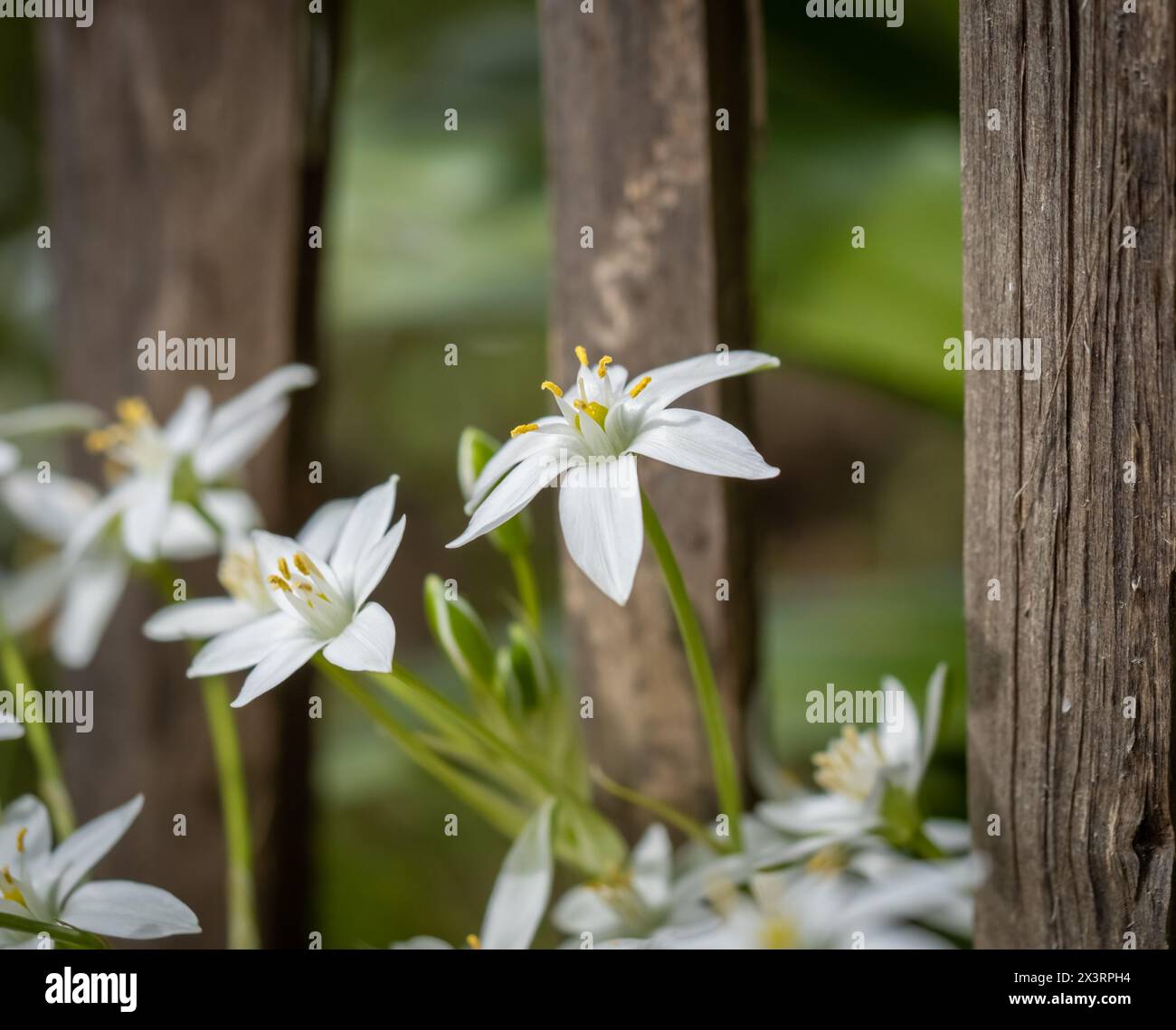 Milk Star Flowers (Ornithogalum Umbellatum Stock Photo - Alamy