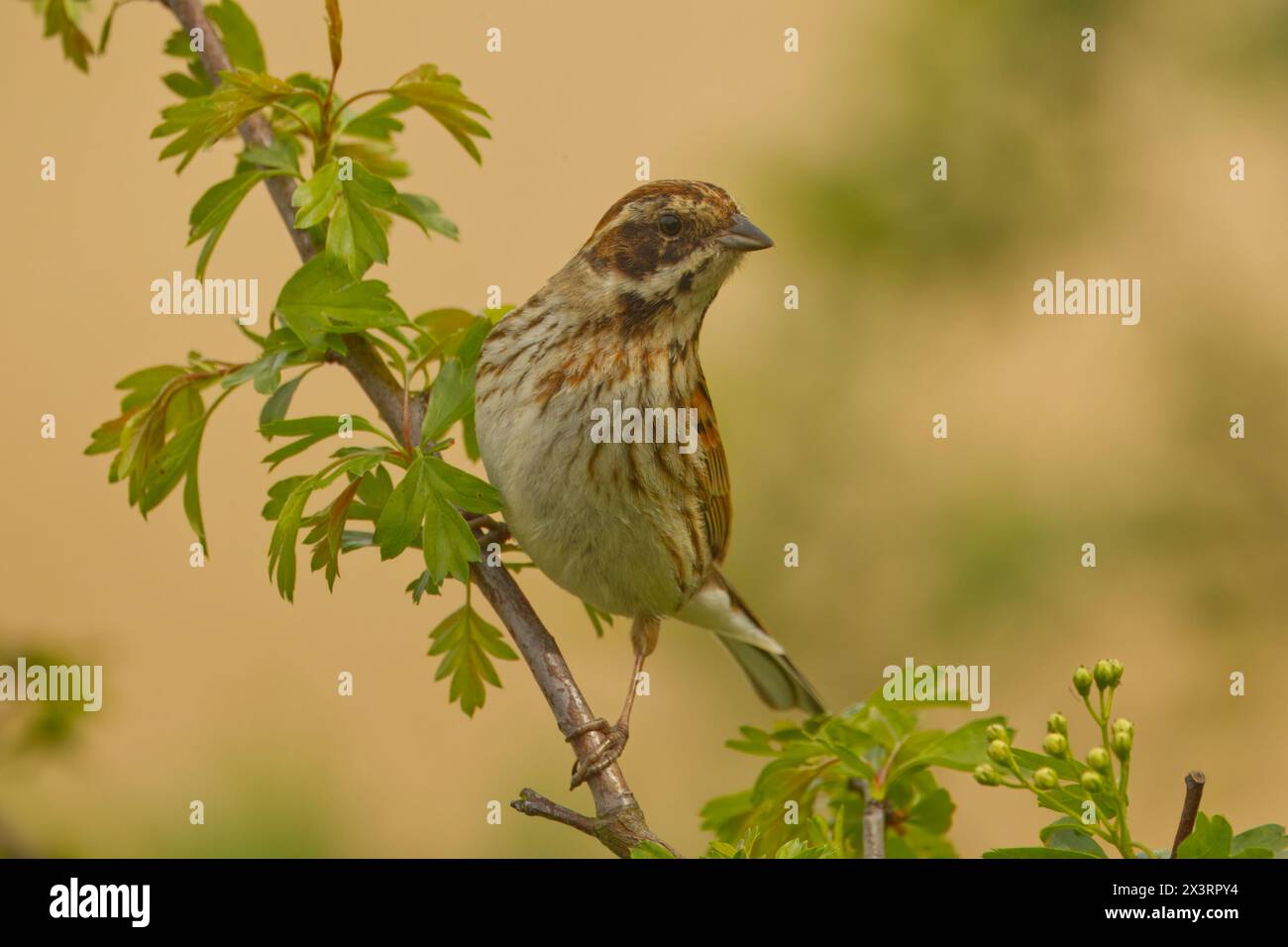 Female reed bunting perched hi-res stock photography and images - Alamy