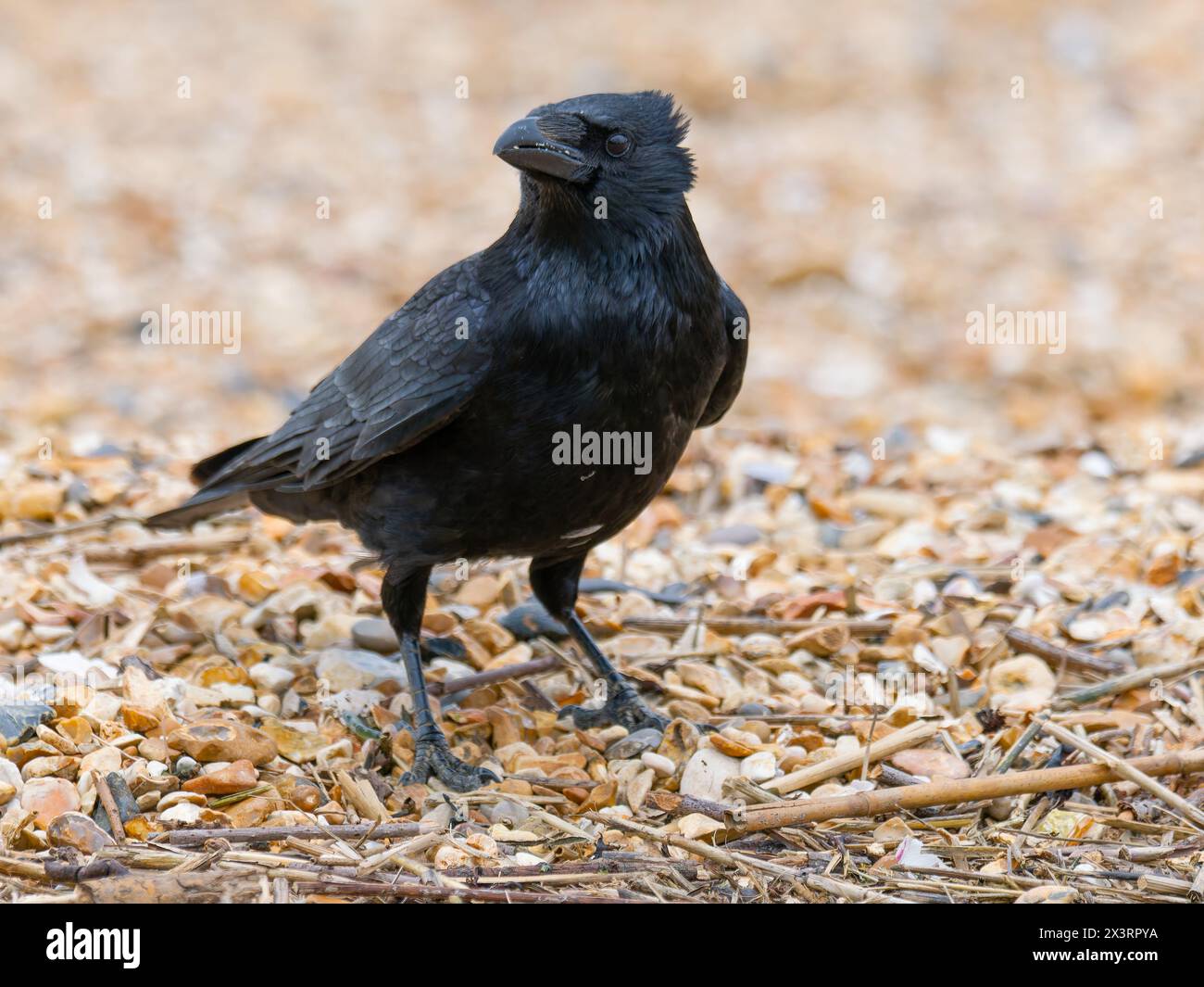 A carrion crow, Corvus corone, standing on a pebble beach Stock Photo ...