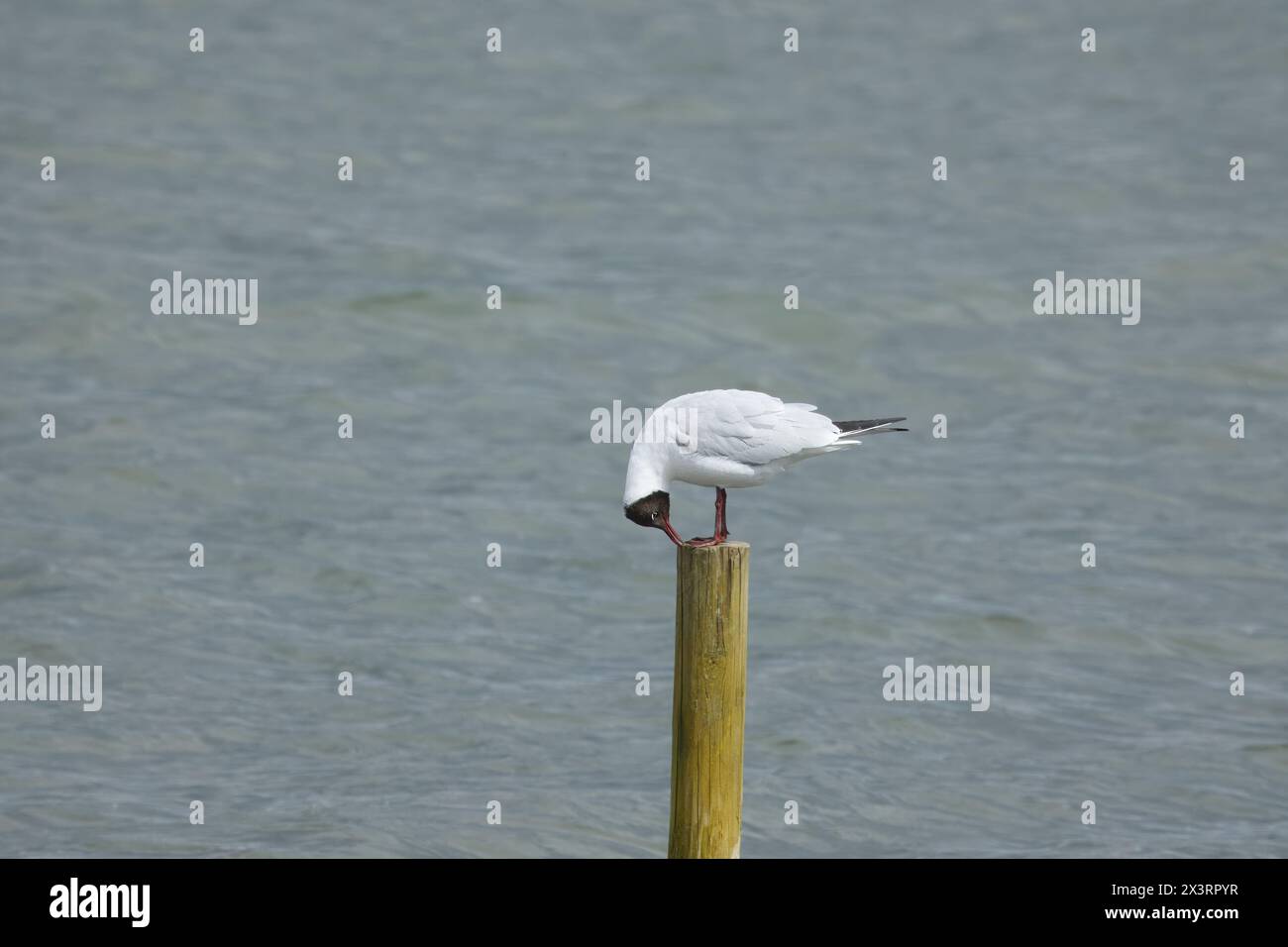 Resting inland gulls hi-res stock photography and images - Alamy