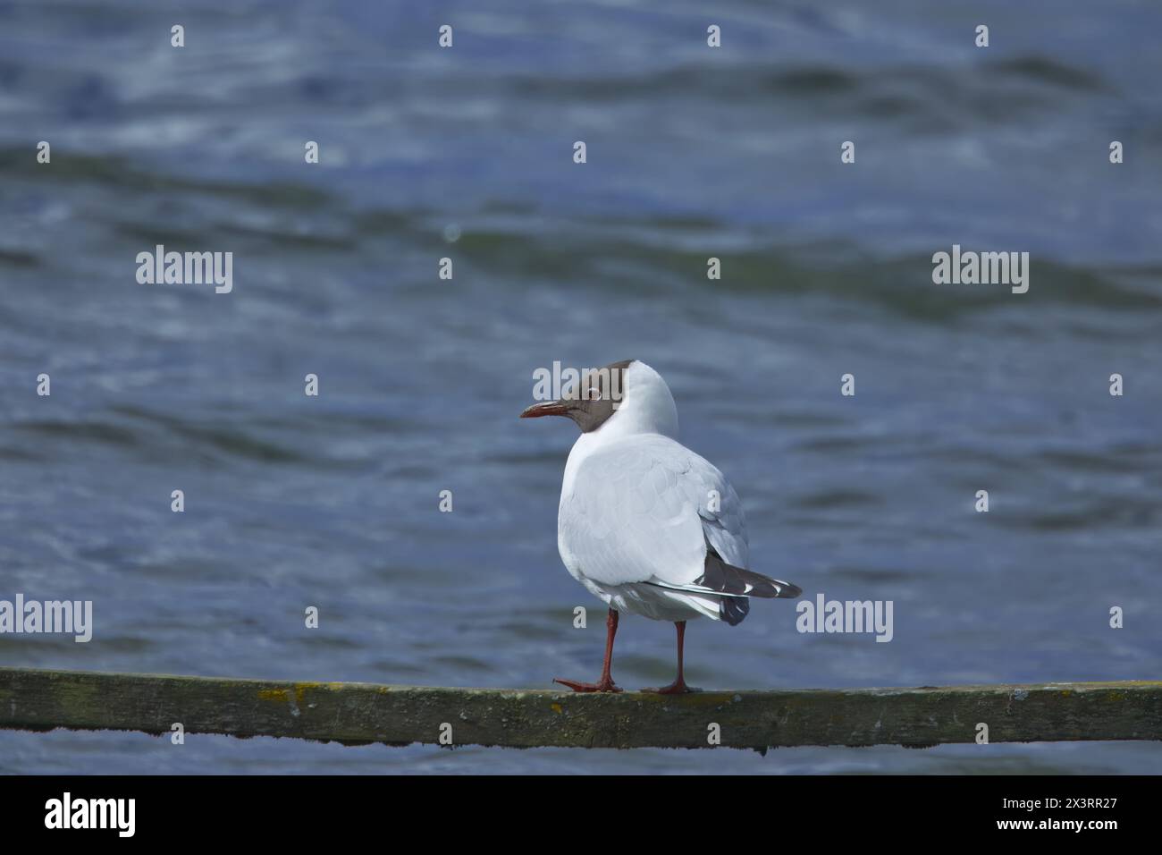 Inland gull hi-res stock photography and images - Alamy