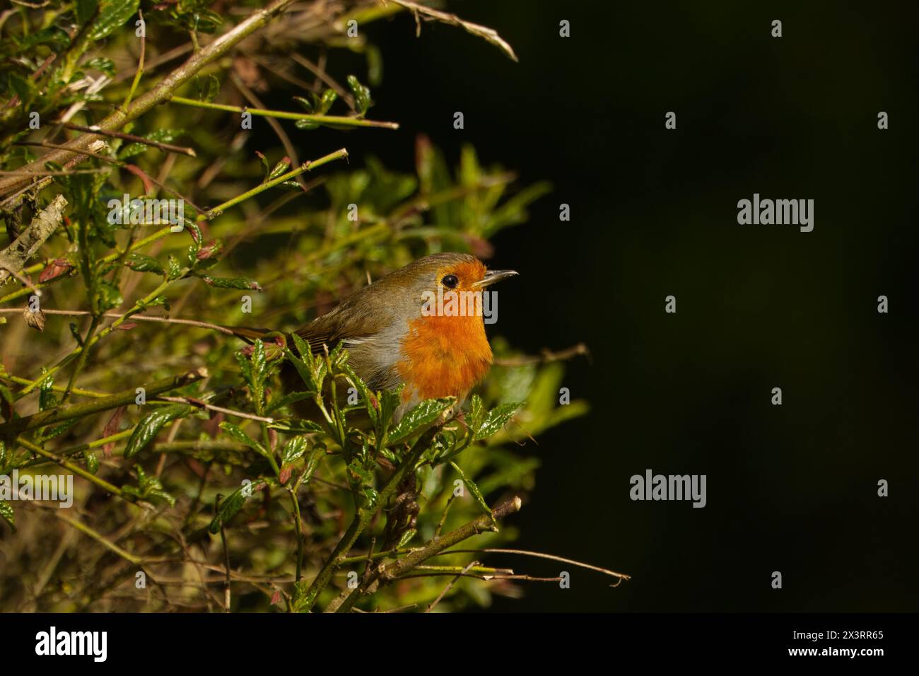Colourful European robin emerging from bush in the garden. Green ...