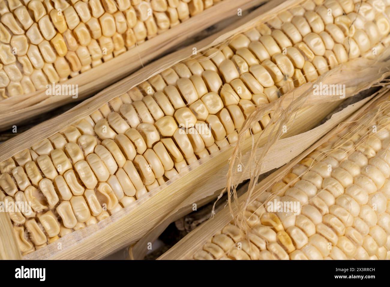 Old moldy corn cobs close-up, old spoiled sweet ripe corn food Stock ...