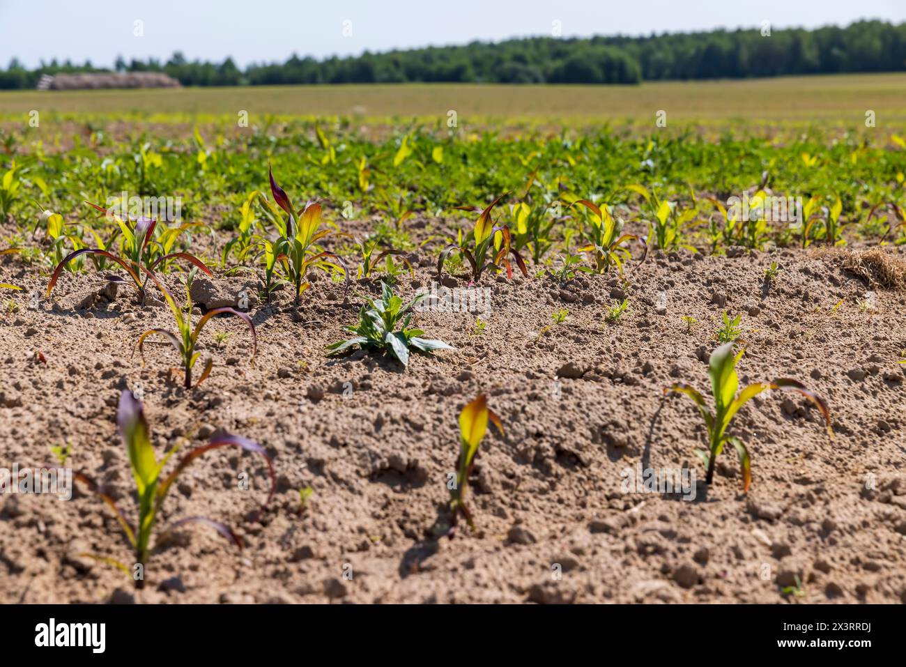 young corn sprouts in early summer, a field with only corn Stock Photo ...