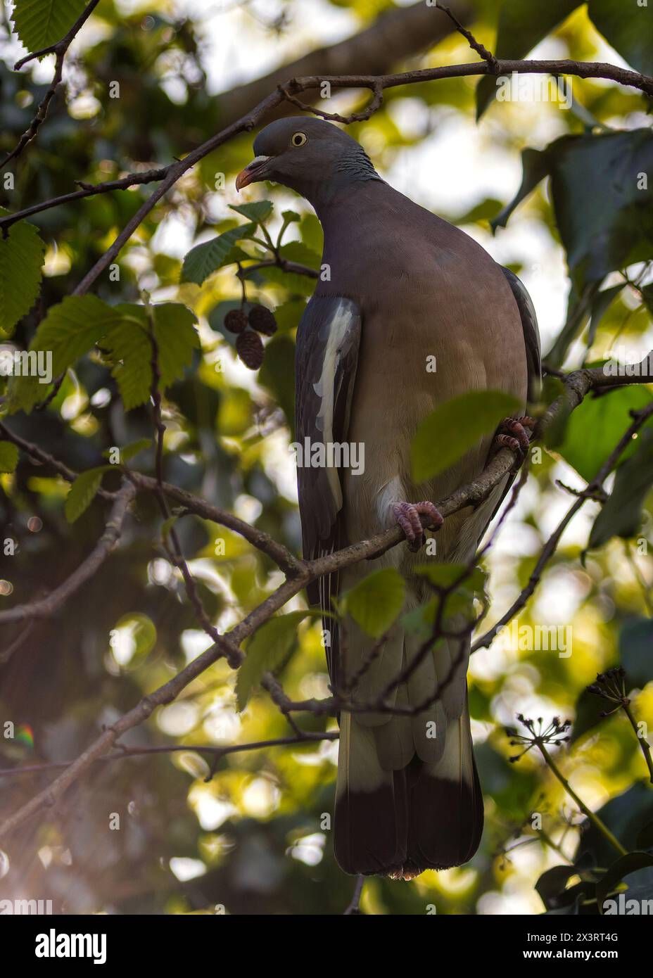 Large, plump pigeon with grey body & iridescent neck. Gathers in Dublin ...