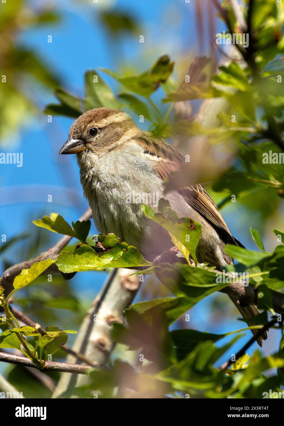 Brown sparrow with streaked back & pale buff chest. Thrives in Dublin's ...