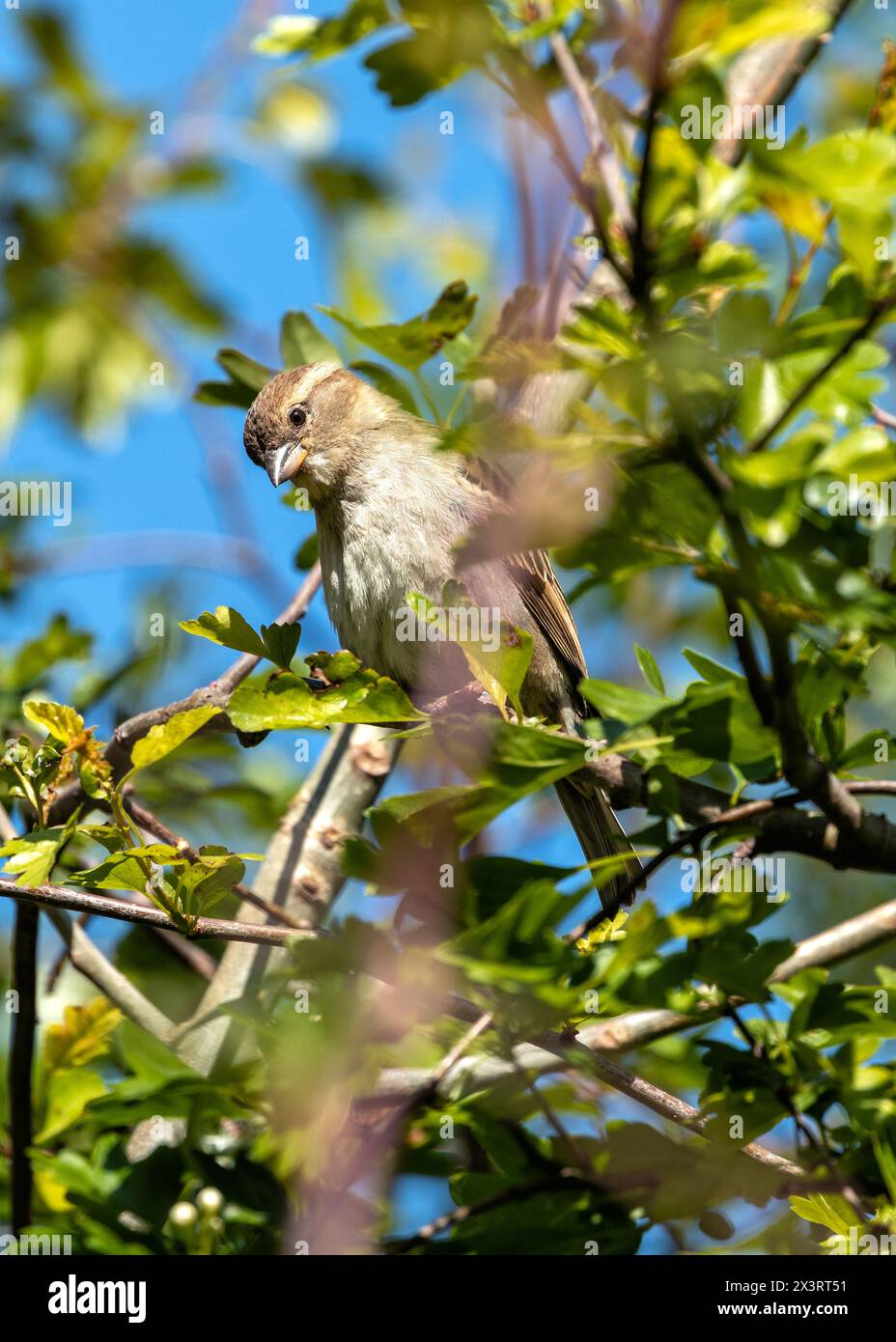 Brown sparrow with streaked back & pale buff chest. Thrives in Dublin's ...